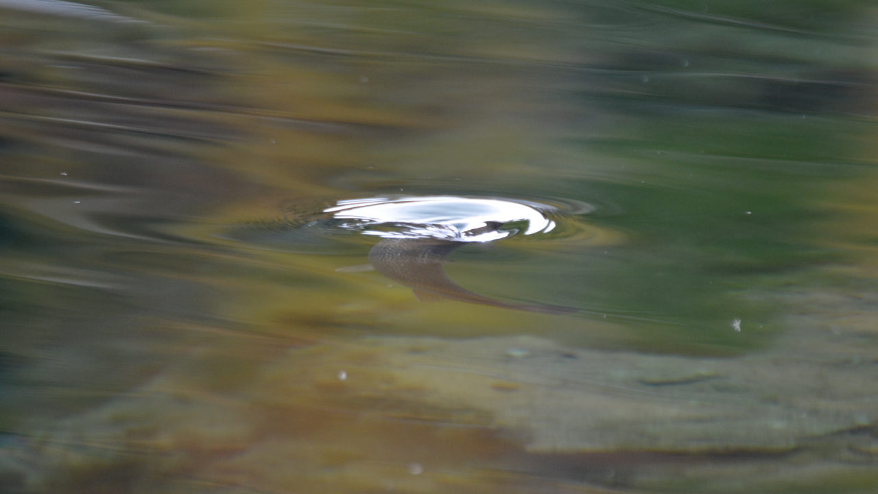 Fly fishing | swiss-flyfishing.com